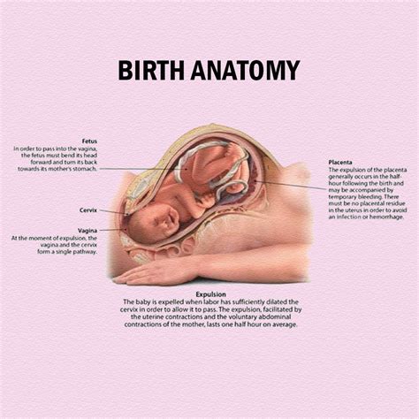 Pregnancy 🩺 Birth Anatomy 101 Your Amazing Body During Delivery 💪