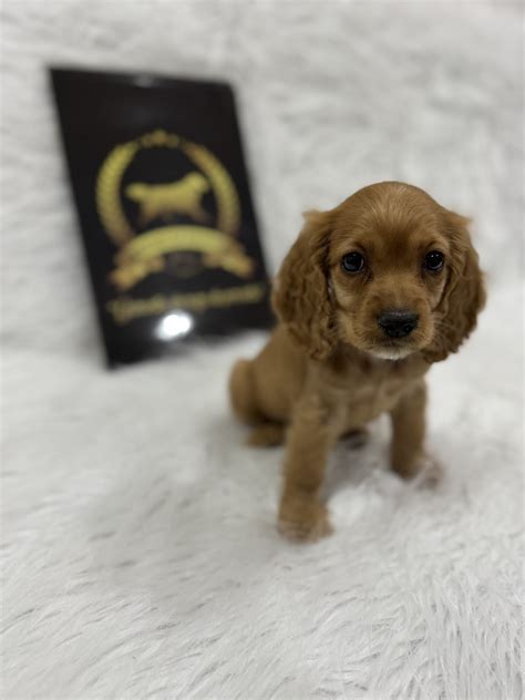 Cocker Premium Kennel Perú