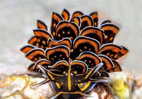 🔥 Cyerce Nigricans R Natureisfuckinglit
