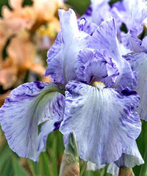 Ирис германский Дудель Штрудель: купить в Москве саженцы Iris germanica ...