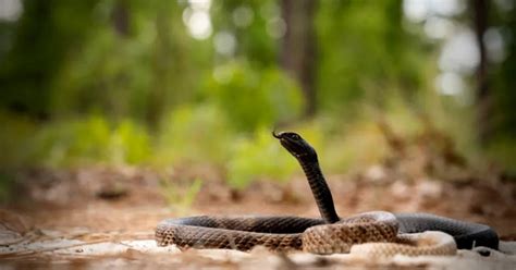 큰 뱀 꿈 해몽 8가지 뱀이 나오는 뱀을 죽이는 잡는 뱀한테 물리는