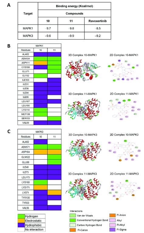 Molecular Docking Of 10 And 11 With Both Mapk1 Erk2 And Mapk3 Erk1 Download Scientific