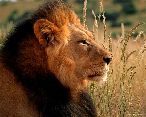 Pictures Foto Gambar Singa Si Raja Hutan