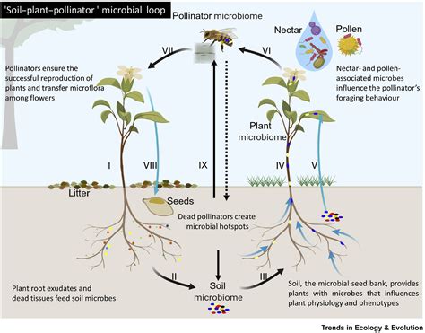 Microbial Loop