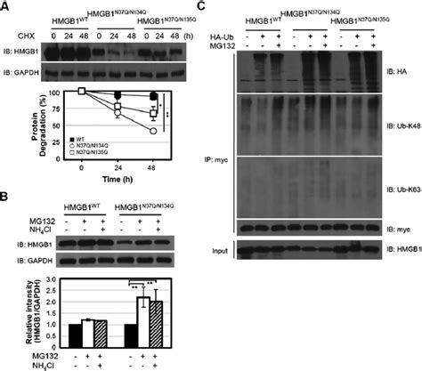 Stability Of Glycosylated Hmgb1 A Hek293t Cells Were Transfected