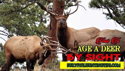 How To Age A Deer By Sight