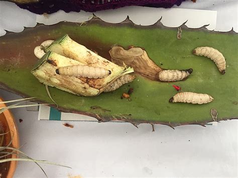 Fly Tying The Magic Of Antron Shows Through In The Wax Worm Fly Life Magazine