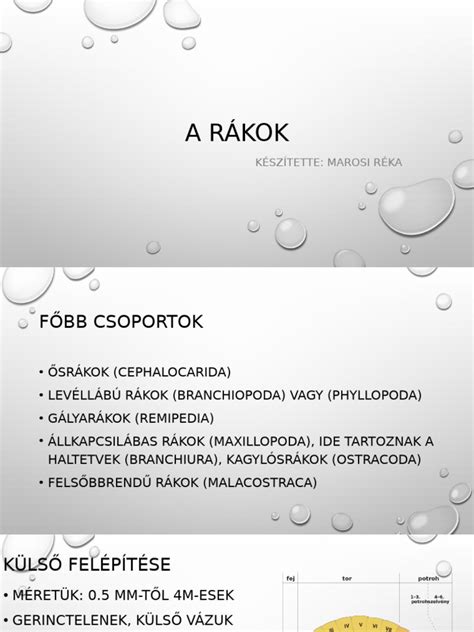 Rákok 1 Pdf