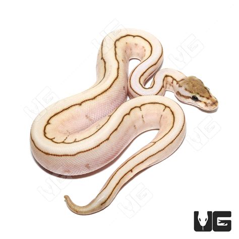 Lesser Spider Ball Python