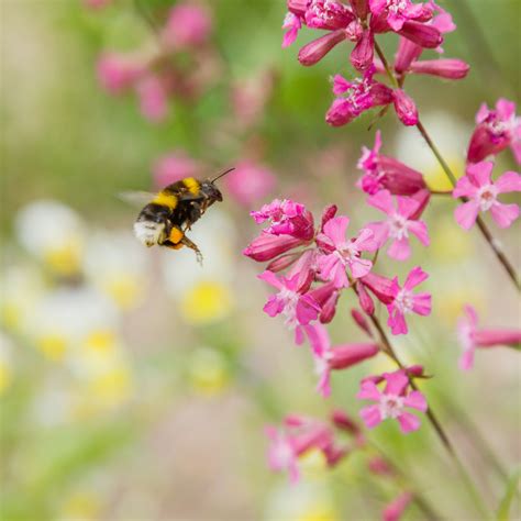 How To Plant Grow And Propagate Bearded Iris Plant Flower Patch