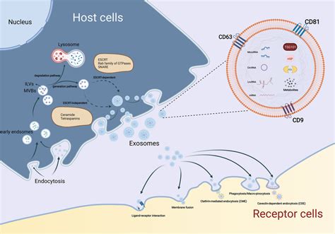 Exosome Secretion Rab7 Exosome Dhkcjn
