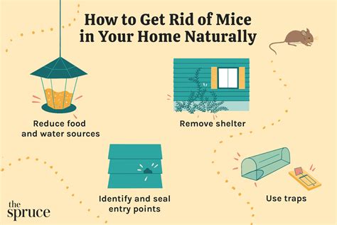 Natural Ways To Get Rid Of Mice In Your Home