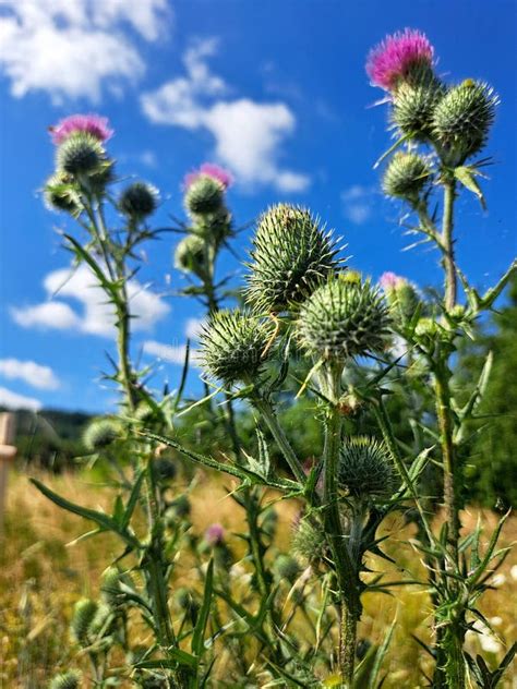Close Up Of Thistle Plant With Sharp Green Spines And Purple Flowers