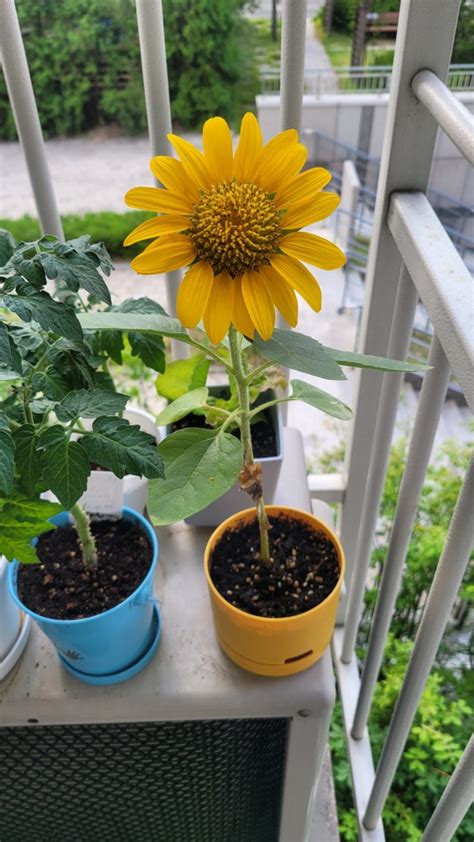 해바라기 키우기 씨앗부터 꽃까지 성장 과정 기록 네이버 블로그