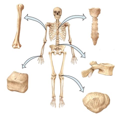 Types Of Bone Diagram Quizlet