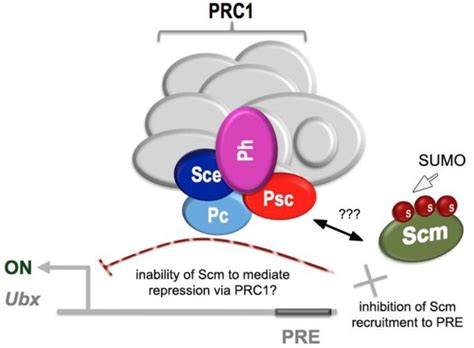 Role Of Sumoylation In B On Midleg Scm Protein Download
