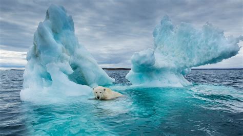 Do Polar Bears No Longer Need Saving The Week