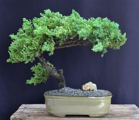 Juniper Bonsai Tree Trained Juniper Procumbens Nana