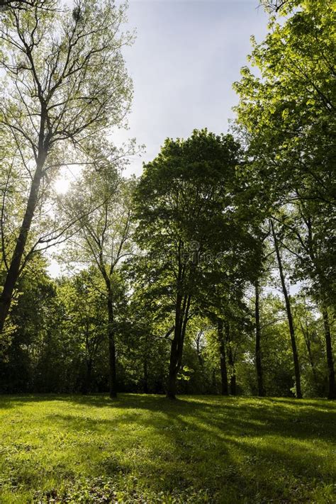 Deciduous Maple Trees And Other Trees In The Park In Sunny Weather
