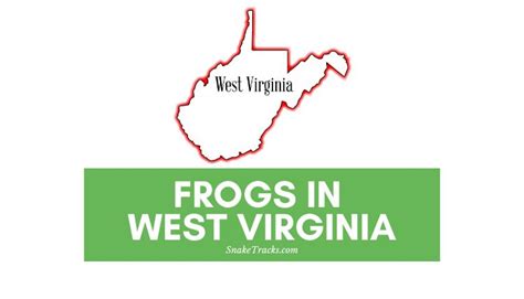 Frogs In West Virginia 14 Vibrant Species