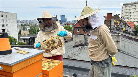 Iteo On Linkedin Bees At Iteo Katowice Offices Rooftop