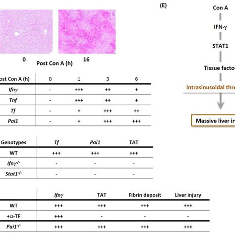 Schematic Structure Of The Liver Hepatic Sinusoids Are Composed Of Download Scientific Diagram