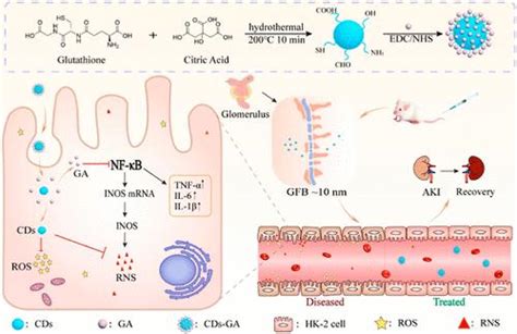 基于超小碳点的多功能纳米系统治疗急性肾损伤 Acs Biomaterials Science And Engineering X Mol