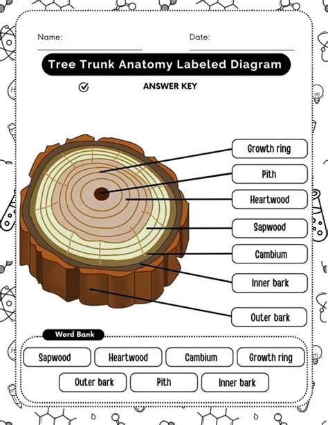 Tree Trunk Anatomy Labeled Diagramparts Of Tree Worksheetcoloring