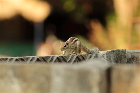 Page 2 10 000 Free Squirrel Nuts And Squirrel Images Pixabay