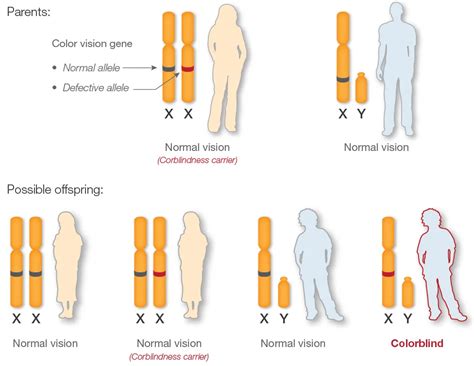 Genetic Inheritance Autosomal Dominant X Linked Recessive Mitochondrial