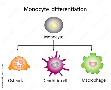 Monocyte Macrophage
