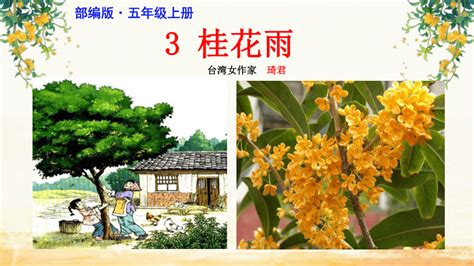 语文 3《桂花雨》课件共35张ppt 课件下载预览 二一课件通
