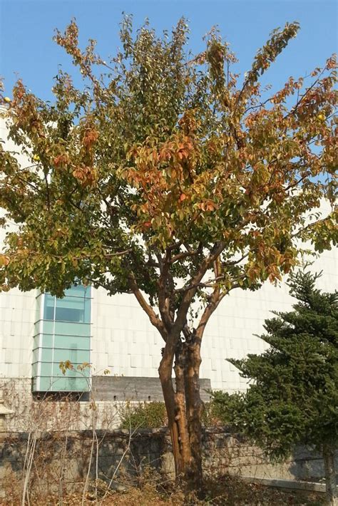 [플가] 모과나무 Pseudocydonia Sinensis