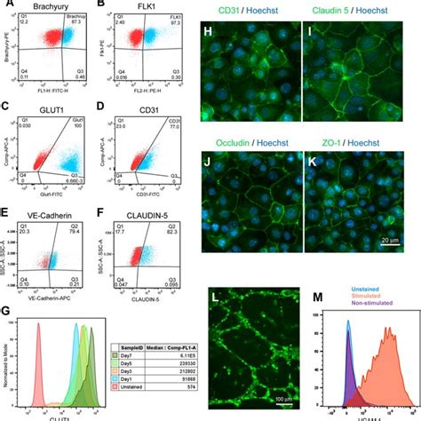 Differentiation Of Mesc D3 Into Mouse Brain Endothelial Like Cells Download Scientific Diagram