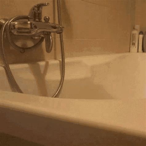 Cat Bathtub  Cat Bathtub Silly Discover And Share S