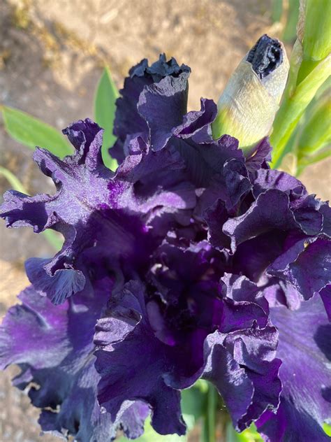 Noid 2717 Dark Purple Black Ripple Effect Iris Farm