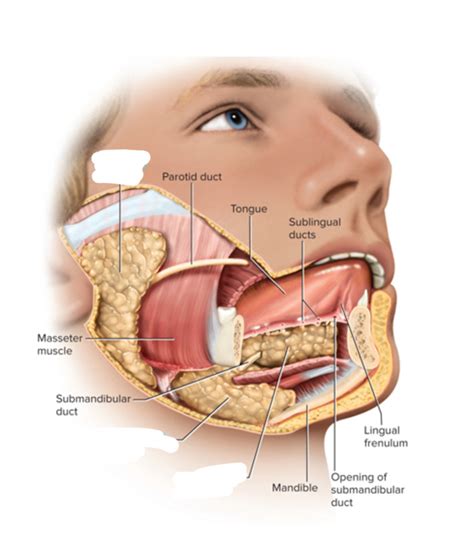 Salivary Glands Diagram Quizlet