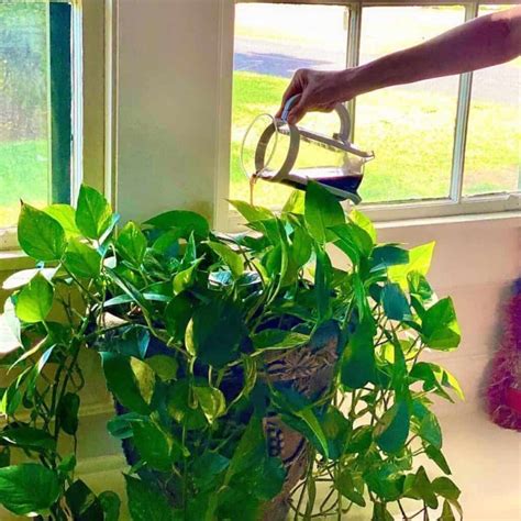 Pothos Fertilizer How To Choose The Best Fertilizer For Pothos
