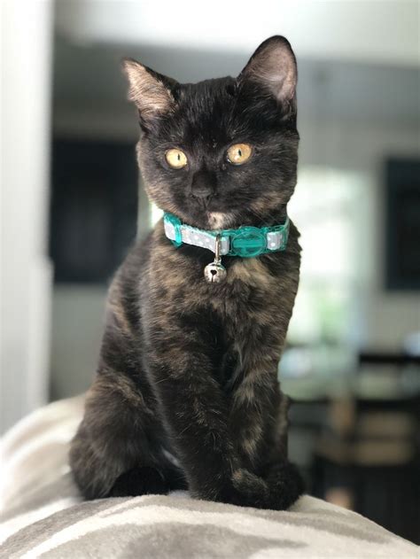 Beautiful Tortoise Shell Kitten