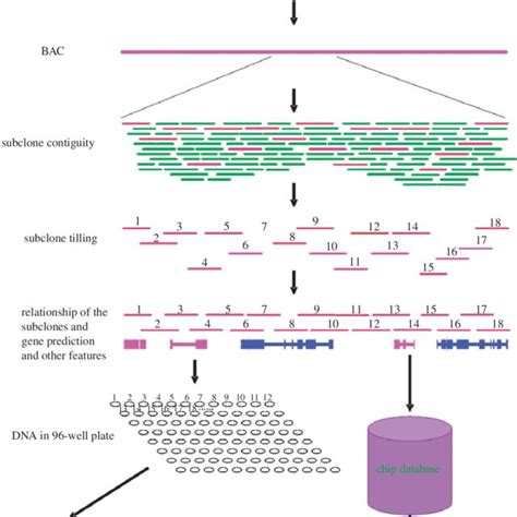 Diagram Of Rice Chromosome 4 Tilling Chips Bac Bacterial Artificial Download Scientific
