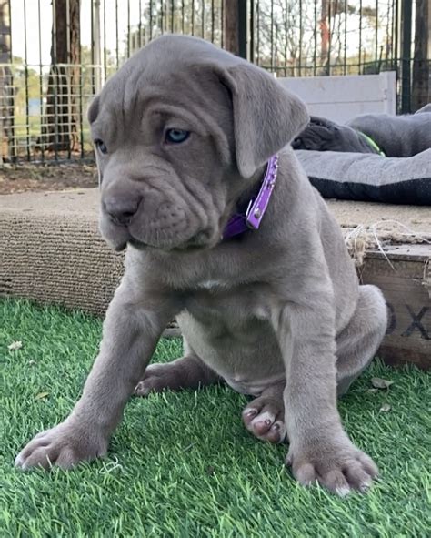 Neo Mastiff Undullah Petsforhomes