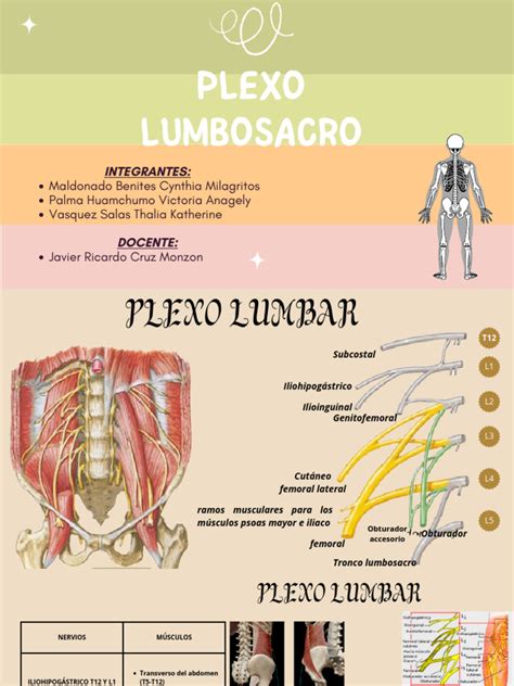 Plexo Lumbosacro Pdf Pelvis Tejido Suave