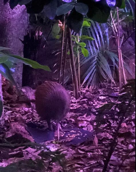 A Cute Kiwi Bird From New Zealand Aotearoa 🥝 R Birdwatching