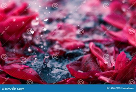 Fondo Floral Abstracto Rom Ntico P Talos Rosados De La Flor En Agua Imagen De Archivo Imagen