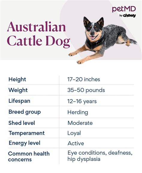 How Big Does A Queensland Heeler Get