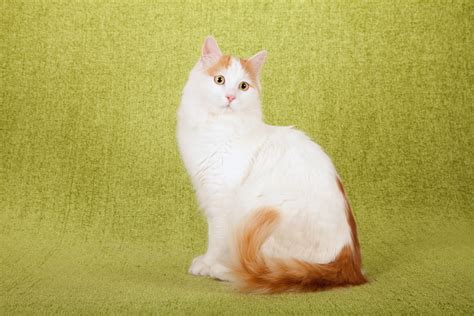 Turkish Van Cat Breed Info Pictures Temperament And Traits Catster
