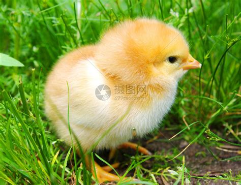 草地上的小鸡高清图片下载 正版图片503320528 摄图网