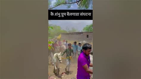कैशंभु ग्रुप बैलगाडा संघटना भोसरीshorts Bailgadasharyat Viral