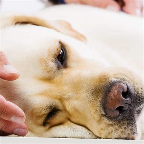 Veterinary CPR Make It Effective Veterinary Nursing ACVN