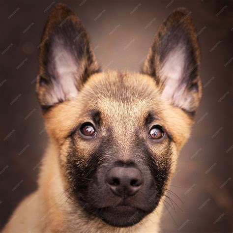 Belgian Malinois Puppies
